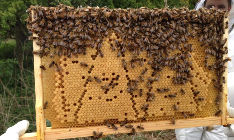 WBC Hive Complete Flat with 14″x12″ Brood body and extra lift – Bee 1st ...